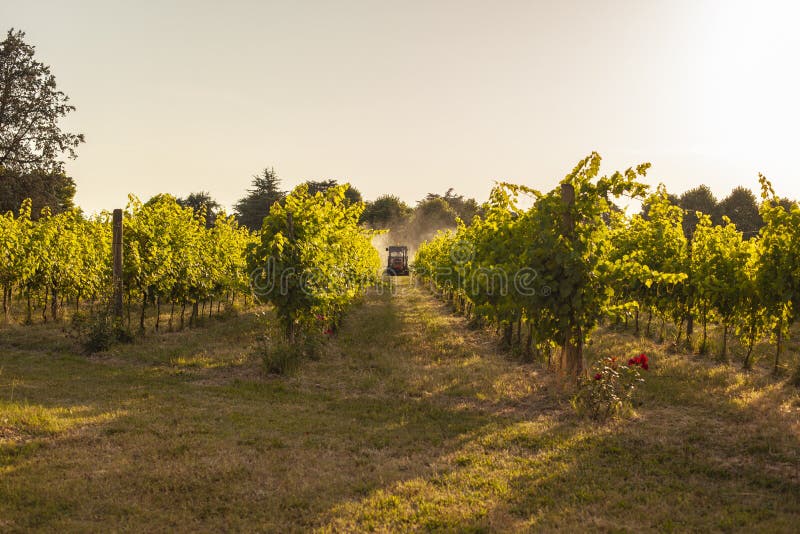Vineyard Tractor Insecticide Treatment Stock Photo - Image of grapevine ...