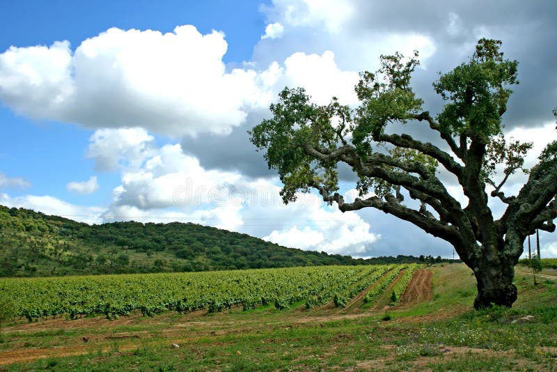 Vineyard and tree stock image. Image of alentejo, travel - 6506159