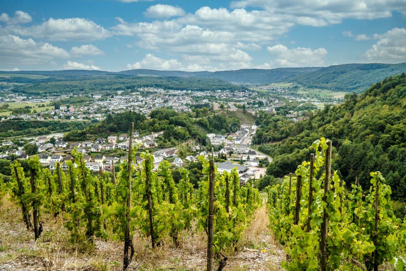 Vineyard in Trittenheim stock photo. Image of romantic - 172290818