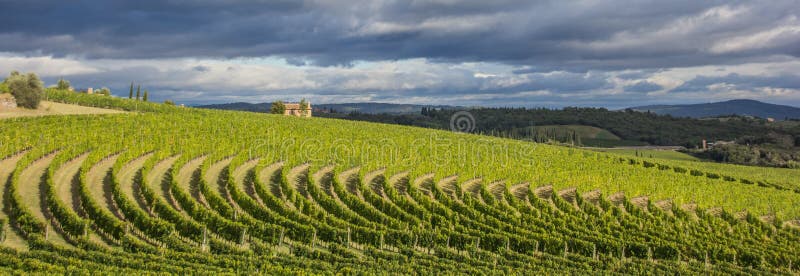 Vineyard in a Typical Toscan Landscape Stock Photo - Image of nature ...