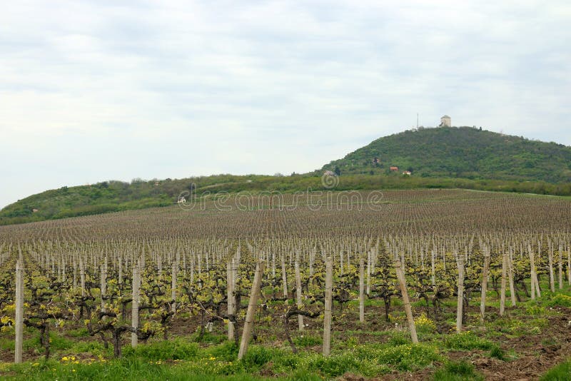 Vineyard Under Hill Landscape Stock Photo - Image of vine, harvest ...