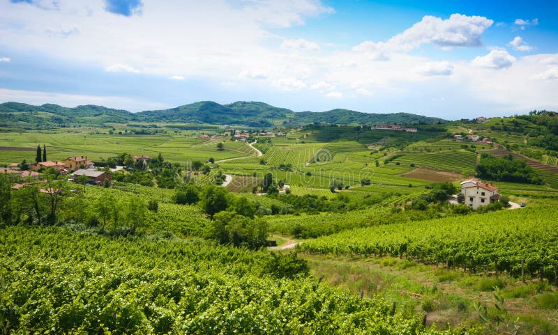 Vineyard valley stock image. Image of farm, blue, field - 11617413