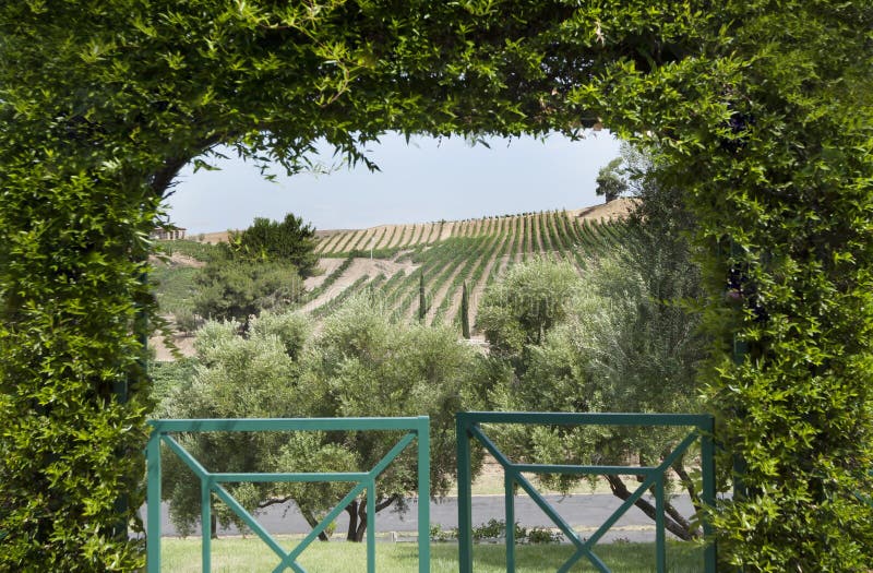 Vineyard View through Arbor Stock Photo - Image of arbor, gould: 36669206