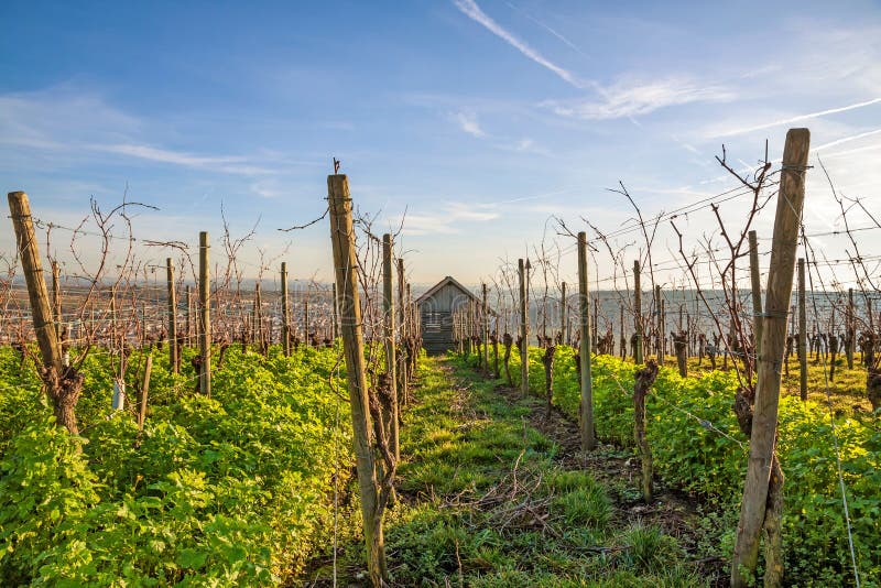 Vineyard stock image. Image of peaceful, country, architecture - 72929263