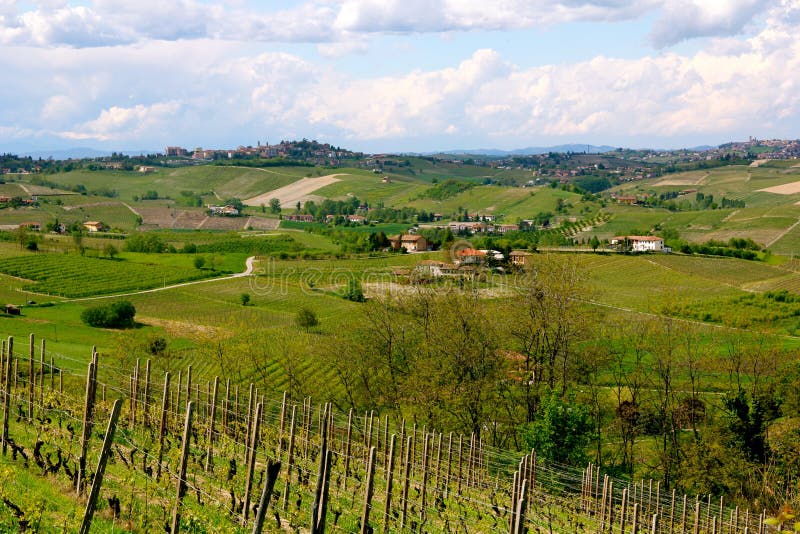 Vineyard view in Italy stock photo. Image of view, landscape - 25454232