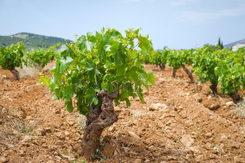 Greek vineyard stock photo. Image of bunch, dessert, currant - 44271422