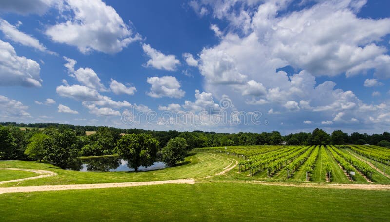 Vineyard Views stock photo. Image of angle, grapes, woods - 138762482