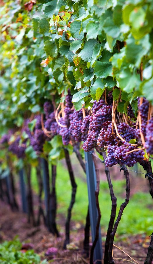 Vineyard with vines stock image. Image of grapes, wine - 83541531