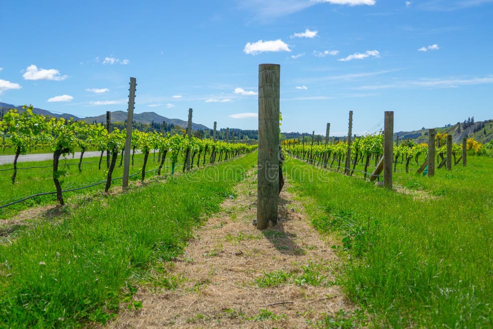 Vineyard Vines Posts and Trellis Stock Photo - Image of field ...
