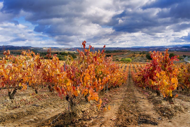 Vineyards in La Rioja, Spain. Stock Photo - Image of vine, landscape ...