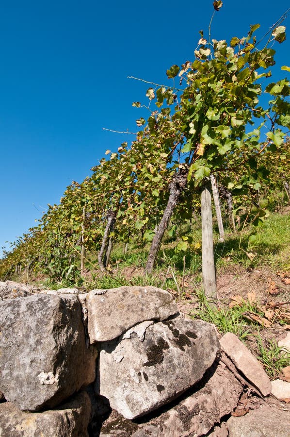 Vineyard with wall stock photo. Image of fall, landscape - 21680200