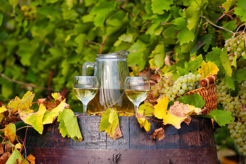 Vineyard White Wine Autumn Season Stock Image - Image of grape, fall ...