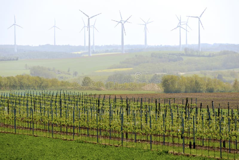 Vineyard with Wind Turbines Stock Image - Image of summer, electricity ...
