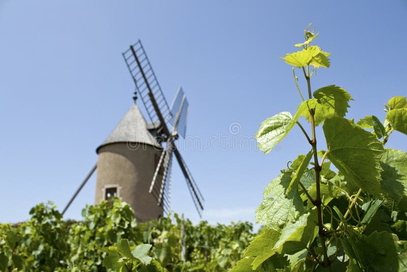 Vineyard, with Windmill from Beaujolais. Stock Photo - Image of ...