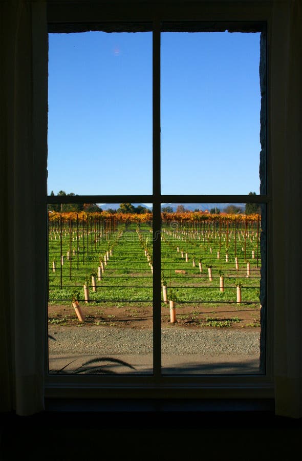 Vineyard through Window stock image. Image of window, grape - 7233929