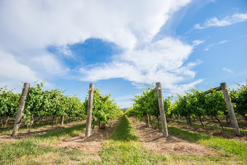 Vineyard at Winery stock photo. Image of vineyard, tranquility - 84106974