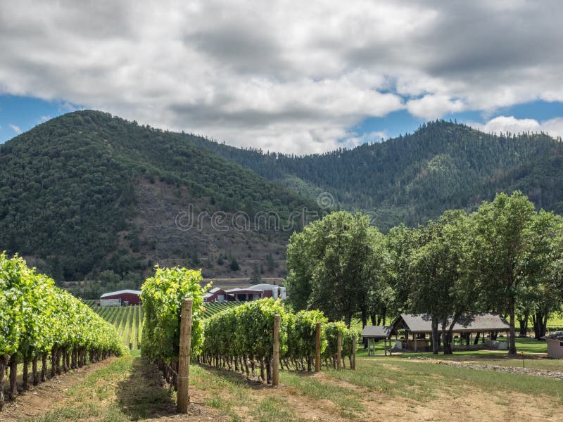 Vineyard and Winery in Rural Area Stock Image - Image of grape ...