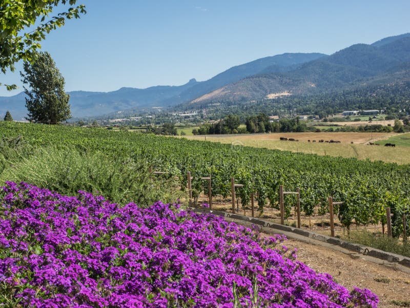 Vineyard and Winery in Rural Area Stock Photo - Image of wine, grape ...