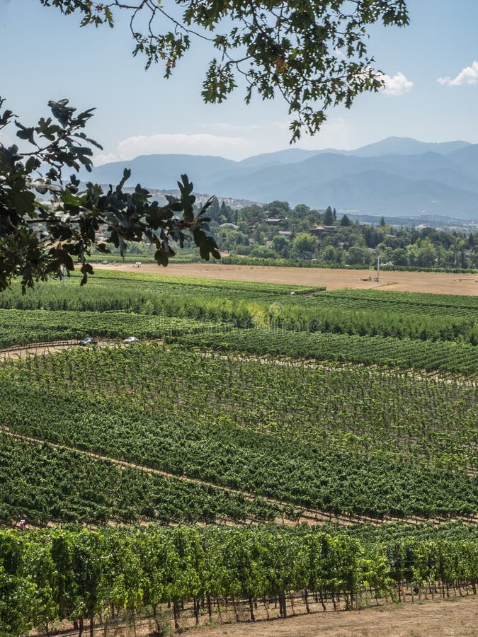 Vineyard and Winery in Rural Area Stock Photo - Image of vineyard ...