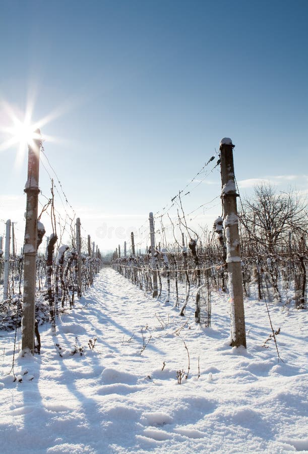 Vineyard in winter stock photo. Image of perspective - 19902314