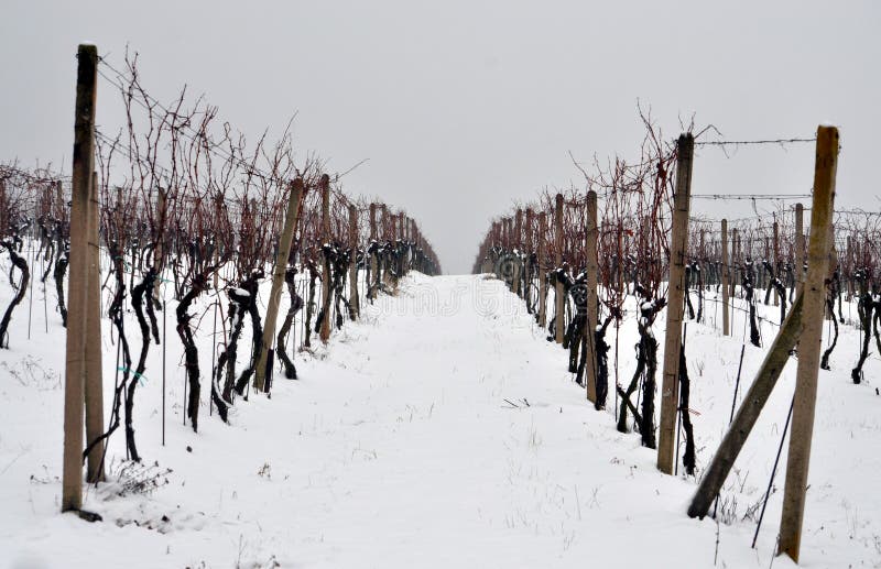Vineyard in winter stock photo. Image of posts, provincial - 28826436