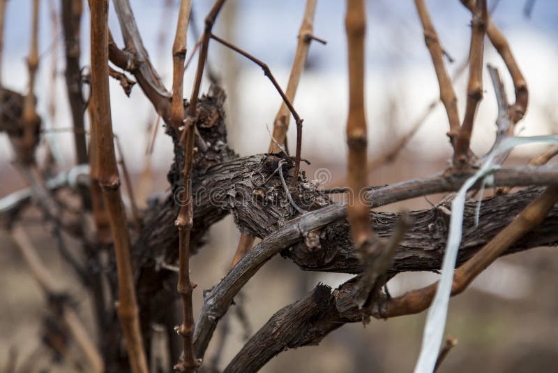 Vineyard in winter stock photo. Image of nature, bark - 85798310