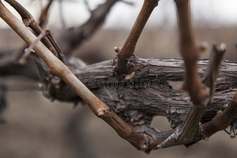 Vineyard in winter stock photo. Image of rejuvenate, grapevine - 85798314
