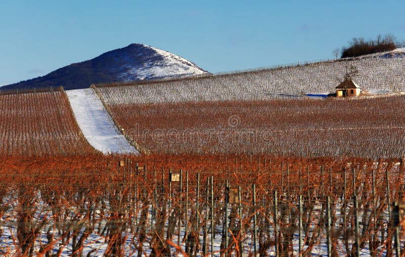 Vineyard in winter stock photo. Image of agriculture - 53521294