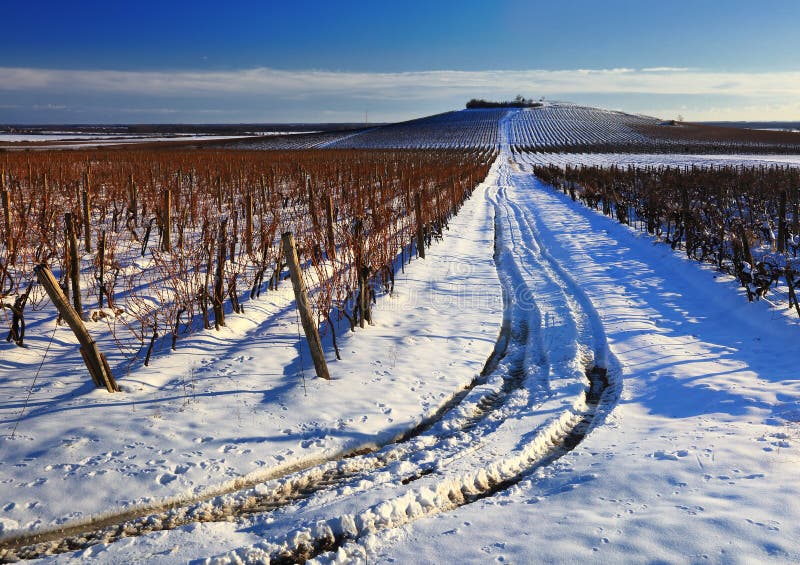 Vineyard in winter stock image. Image of countryside - 53521485