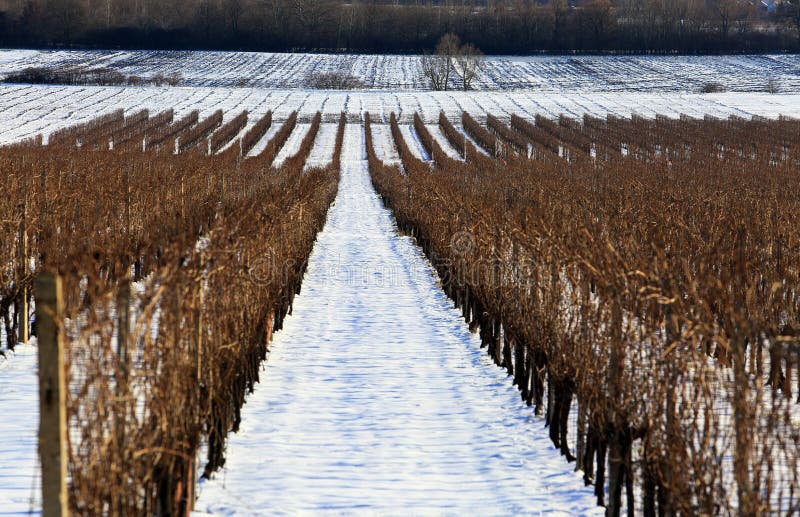 Vineyard in winter stock image. Image of rural, winery - 53521845