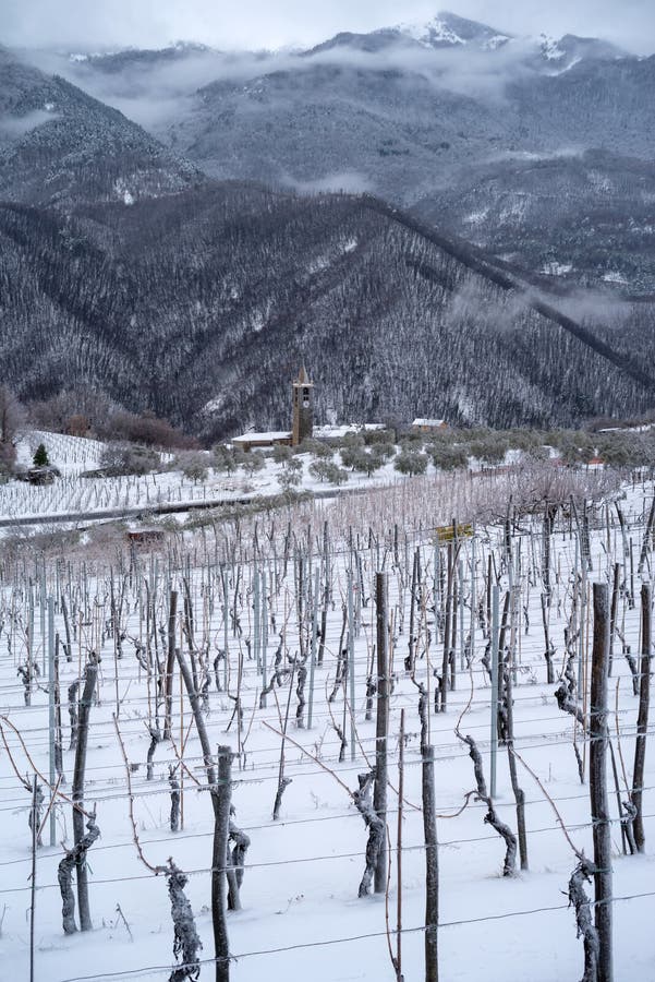 Vineyard in winter stock photo. Image of ground, nature - 122295986