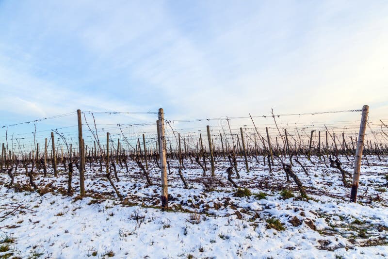 Vineyard in winter stock image. Image of seasonal, food - 42364629