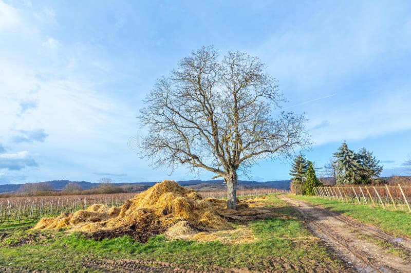 Vineyard in Winter Time with Small Grapes, Dung Heap and Leaveless Tree ...