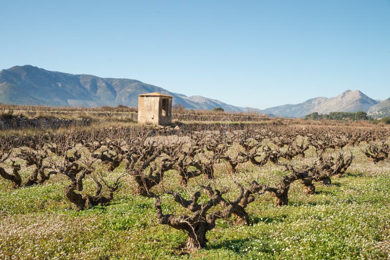 Vineyard in winter stock image. Image of field, winter - 49194883