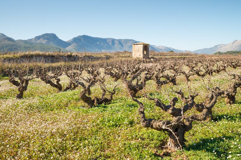 Vineyard in winter stock image. Image of bare, agriculture - 49475703