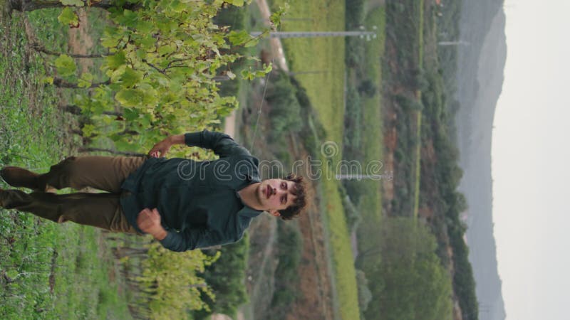 Vineyard Worker Walking Rows Vine Bushes Checking Grapes before Picking ...