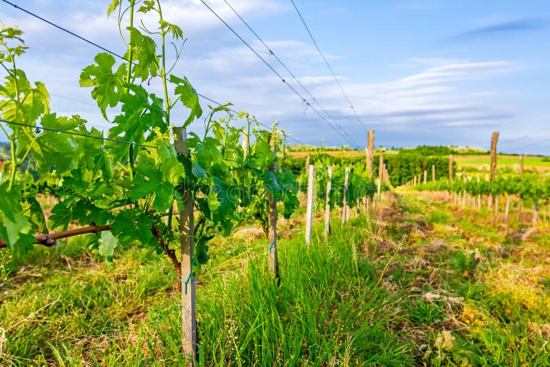 Vineyard stock photo. Image of farming, growth, cultivated - 54952378