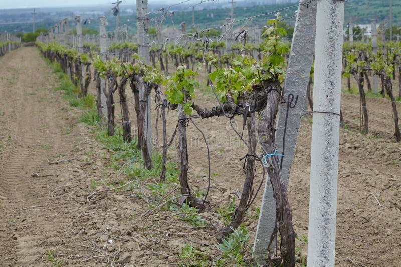 Vineyard stock photo. Image of fruit, winery, rural, plant - 56158924