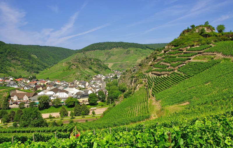 Vineyards in the Ahr Valley Stock Photo - Image of mayschoss, interest ...
