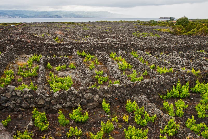 Vineyards of the Azores stock image. Image of stone, agriculture - 25515799