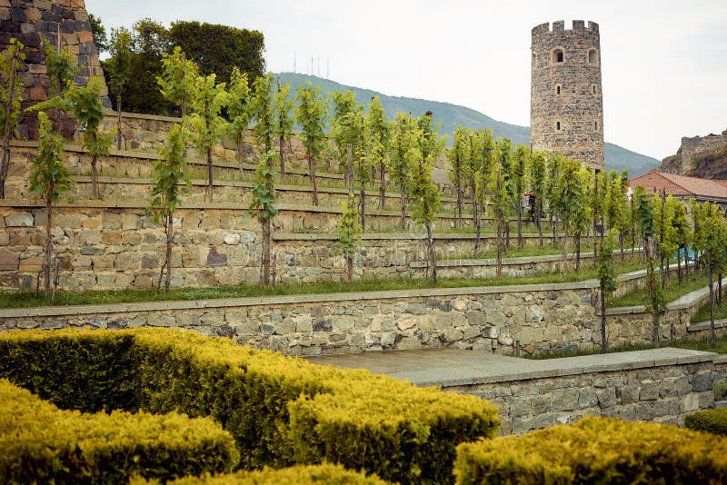 Vineyards in the Courtyard of the Medieval Castle Stock Photo - Image ...