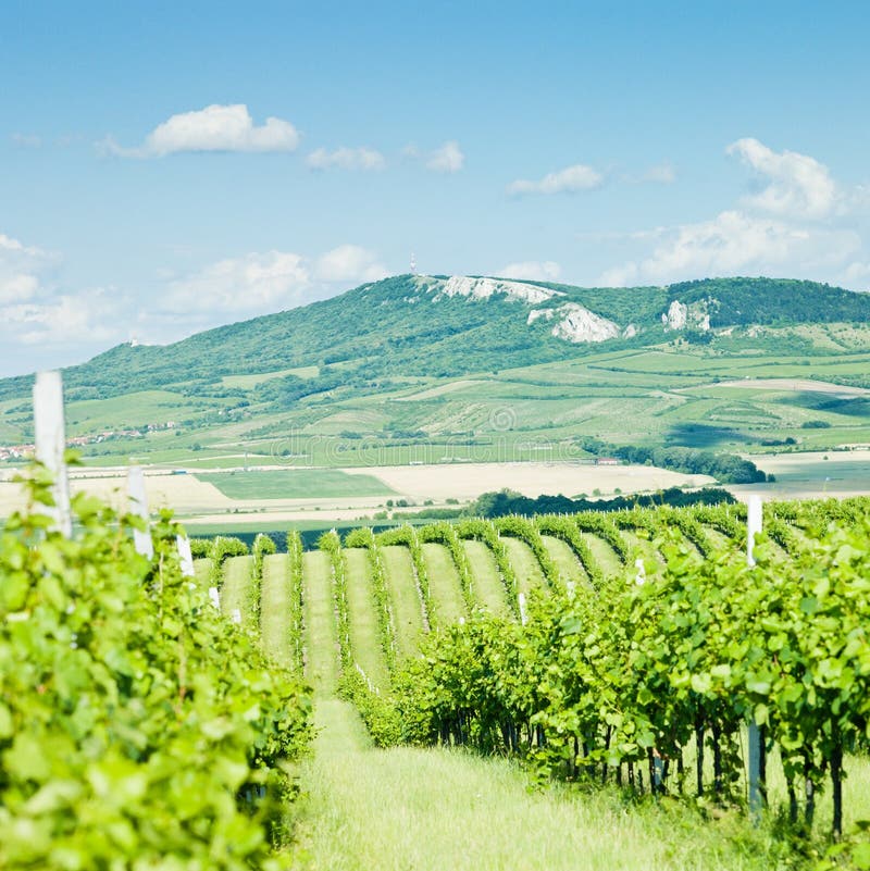 Vineyards, Czech Republic stock image. Image of growth - 16371997