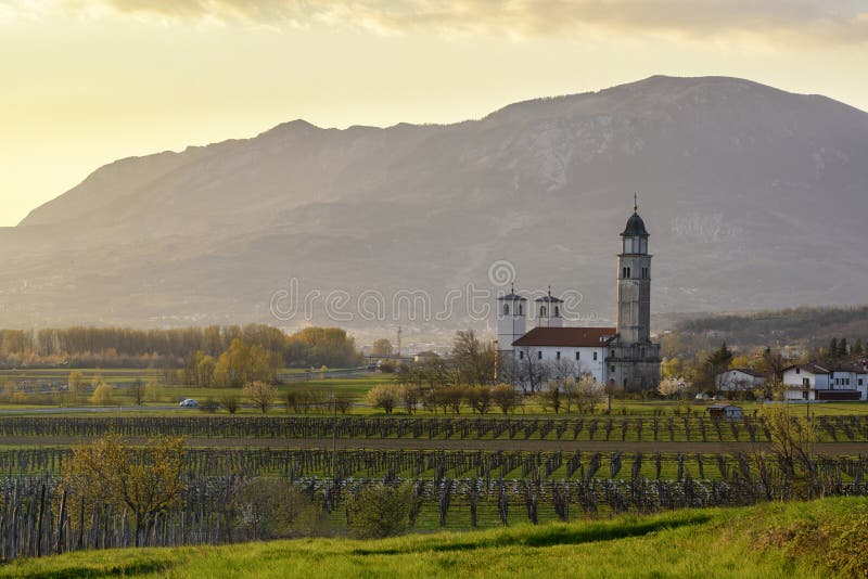 Vineyards in early spring stock image. Image of light - 107196643