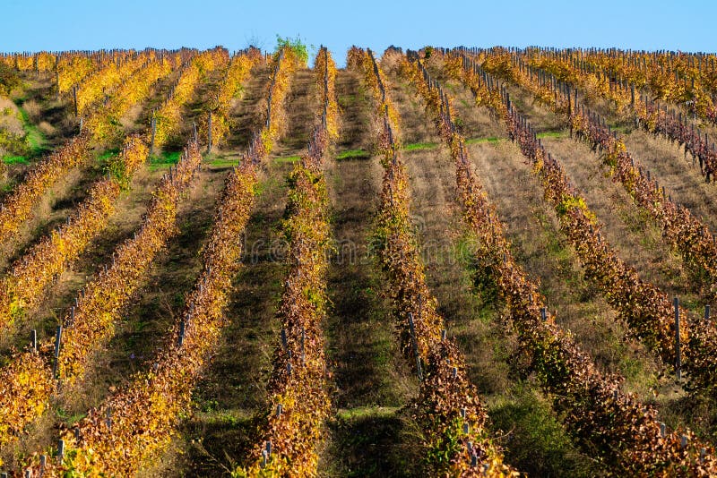 Vineyards in the Fall Season Stock Photo - Image of grape, foliage ...
