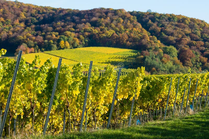 Vineyards in fall stock photo. Image of grapes, mountain - 80064028