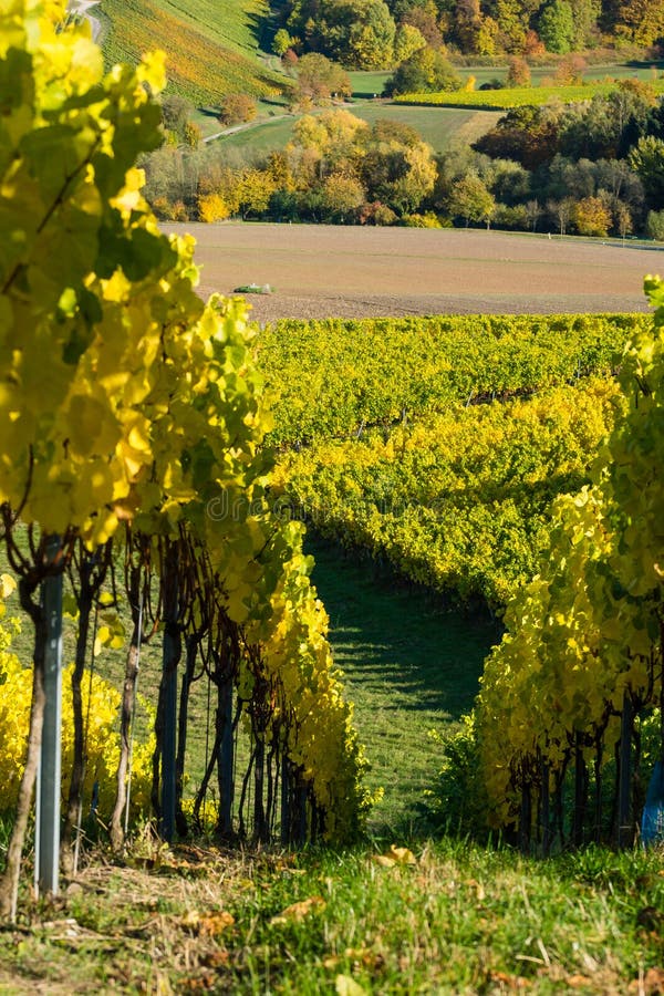 Vineyards in fall stock photo. Image of color, season - 80064112