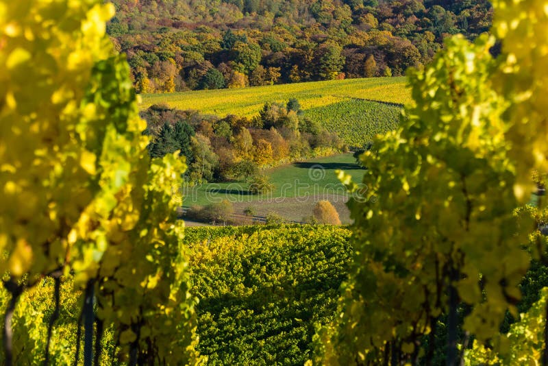 Vineyards in fall stock image. Image of colors, travel - 80065031