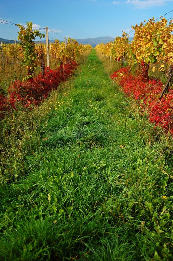 Vineyards II stock photo. Image of macro, vineyard, nature - 11169520