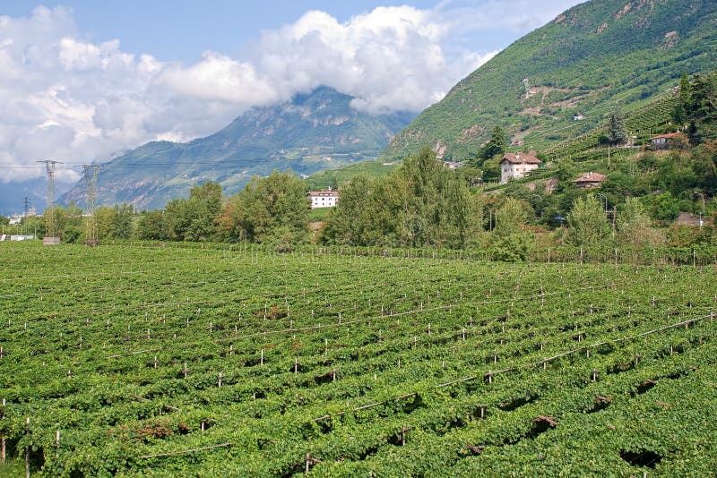 Italian Farm stock image. Image of hills, pine, italy - 12804475