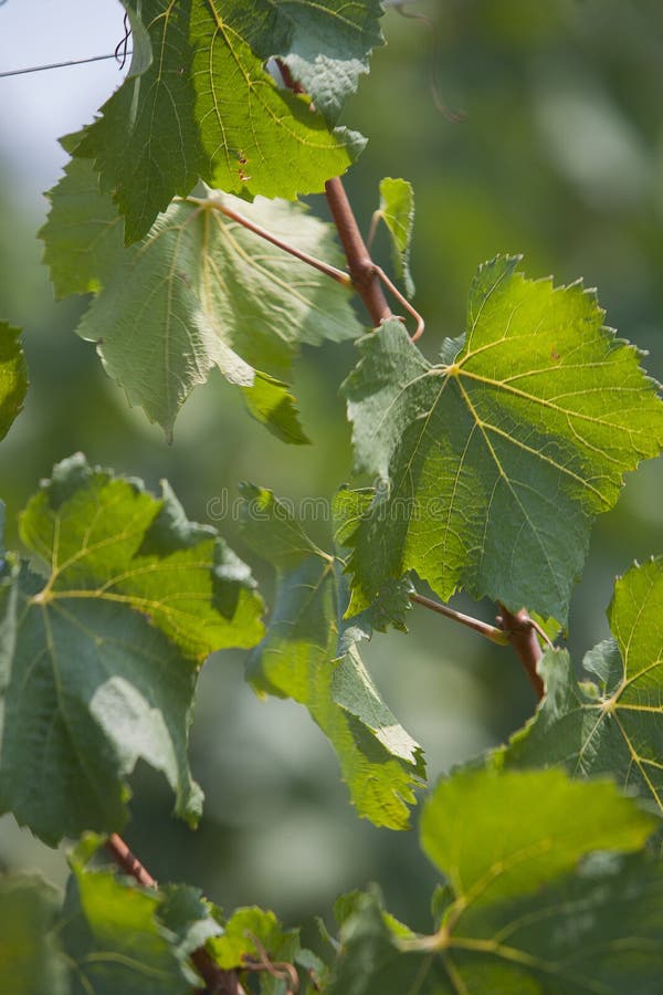 Leaves of Vineyards in Italy Stock Photo - Image of landscape, italy ...